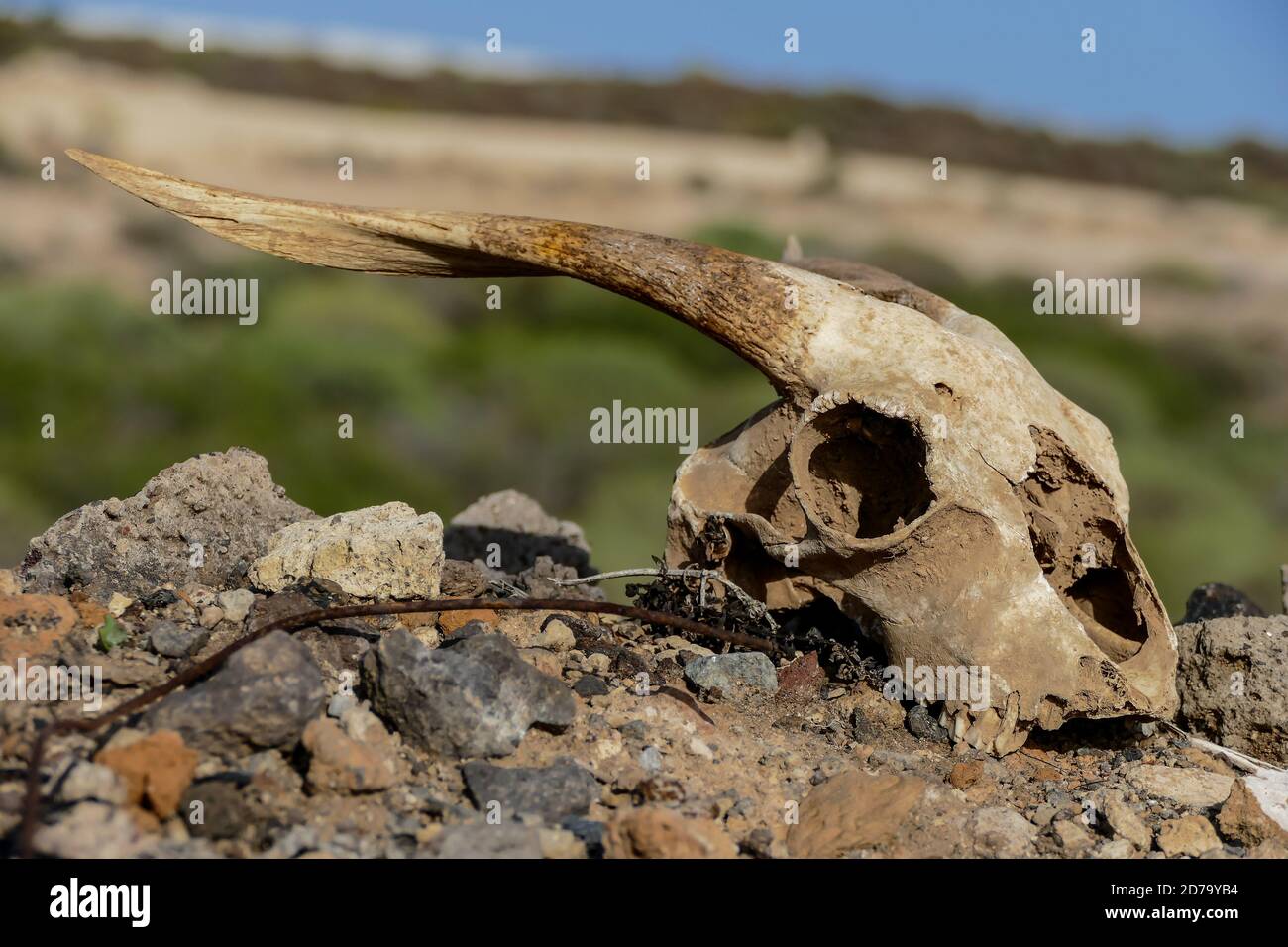 Dry Goat Skull Bone, Goat Skull background in the desert Stock Photo ...