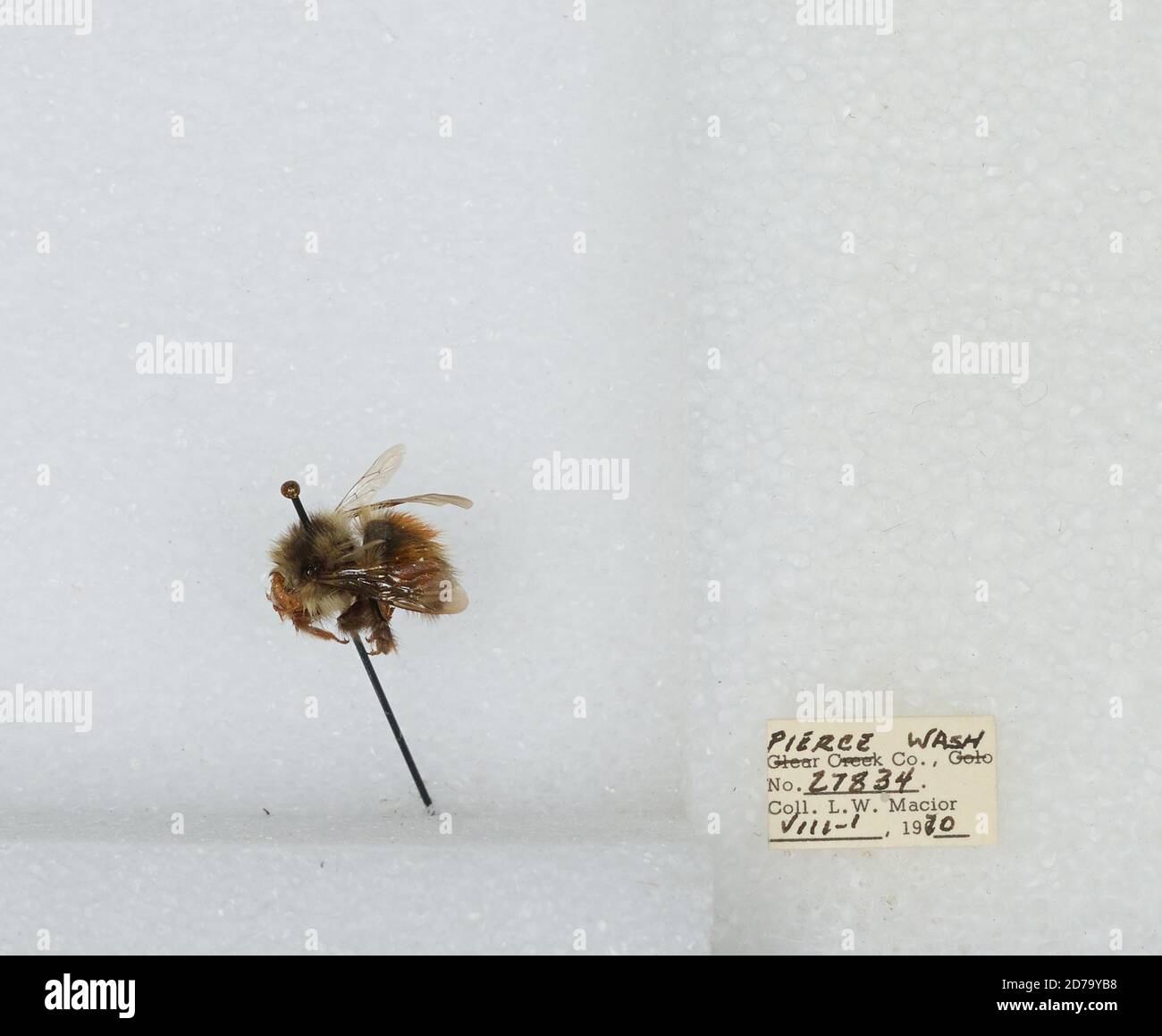 Pierce, Washington, United States, Bombus (Pyrobombus) melanopygus ...