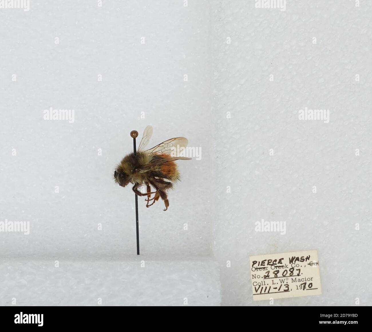 Pierce, Washington, United States, Bombus (Pyrobombus) melanopygus ...