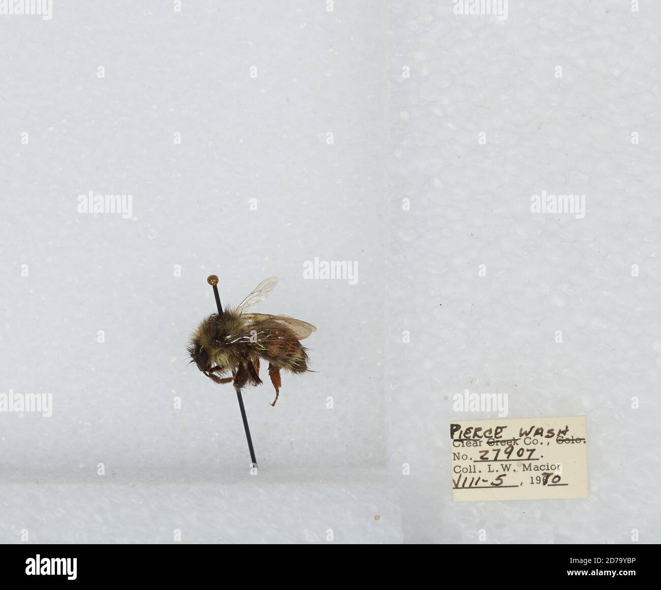 Pierce, Washington, United States, Bombus (Pyrobombus) melanopygus ...