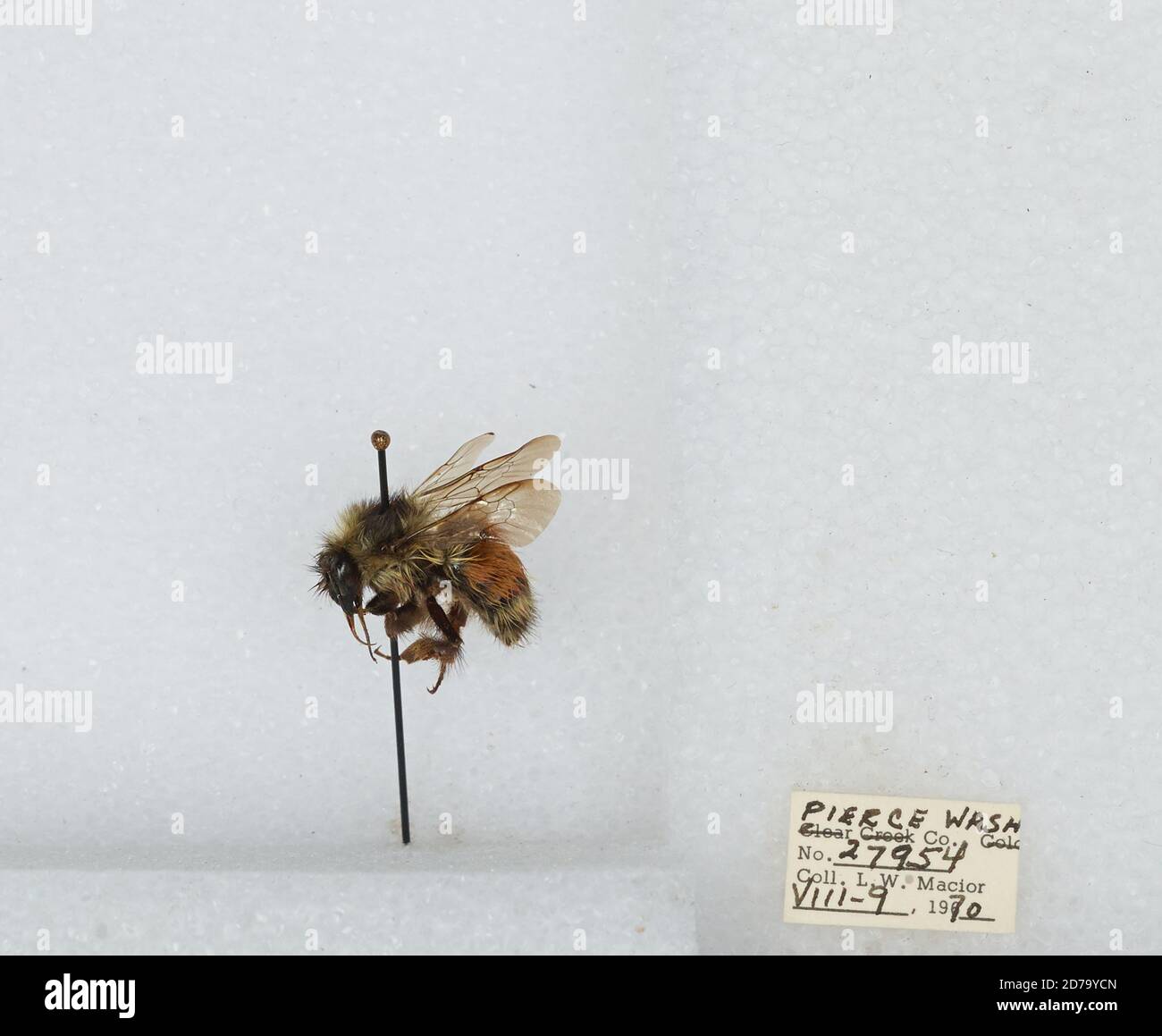 Pierce, Washington, United States, Bombus (Pyrobombus) melanopygus ...