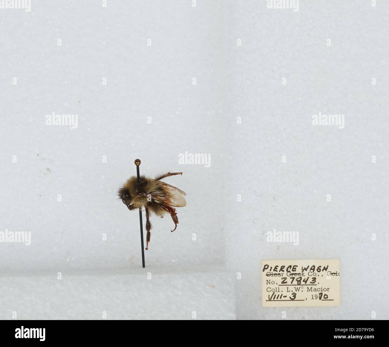 Pierce, Washington, United States, Bombus (Pyrobombus) melanopygus ...