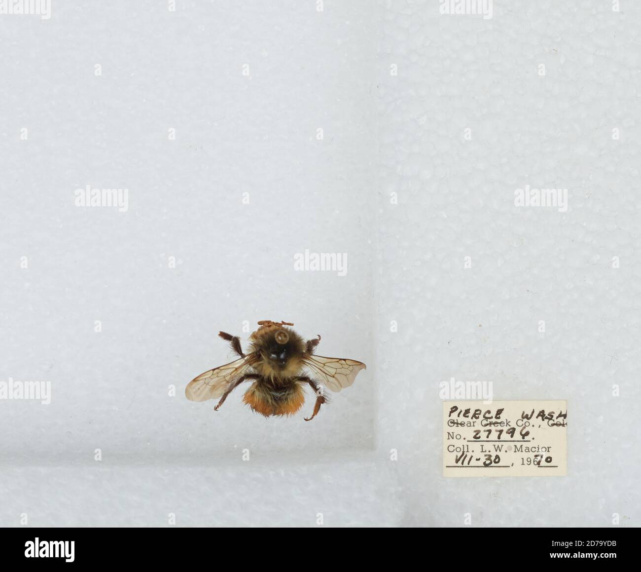 Pierce, Washington, United States, Bombus (Pyrobombus) melanopygus ...