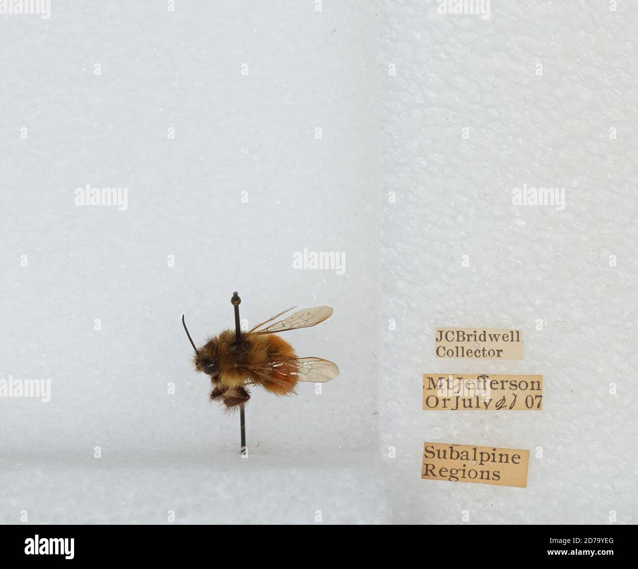 Mount Jefferson, Subalpine Regions, Linn, Oregon, United States, Bombus ...