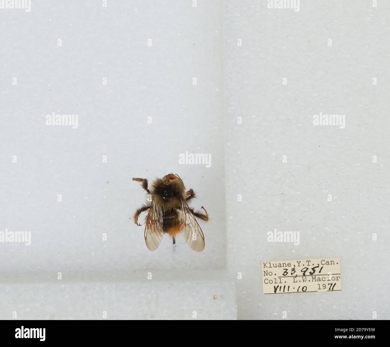 Kluane, Yukon Territory, Canada, Bombus (Pyrobombus) melanopygus ...