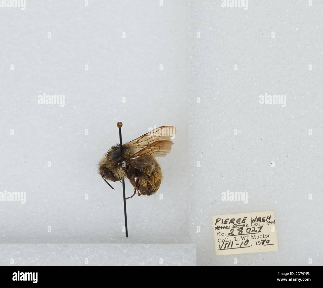 Pierce, Washington, United States, Bombus (Pyrobombus) melanopygus ...