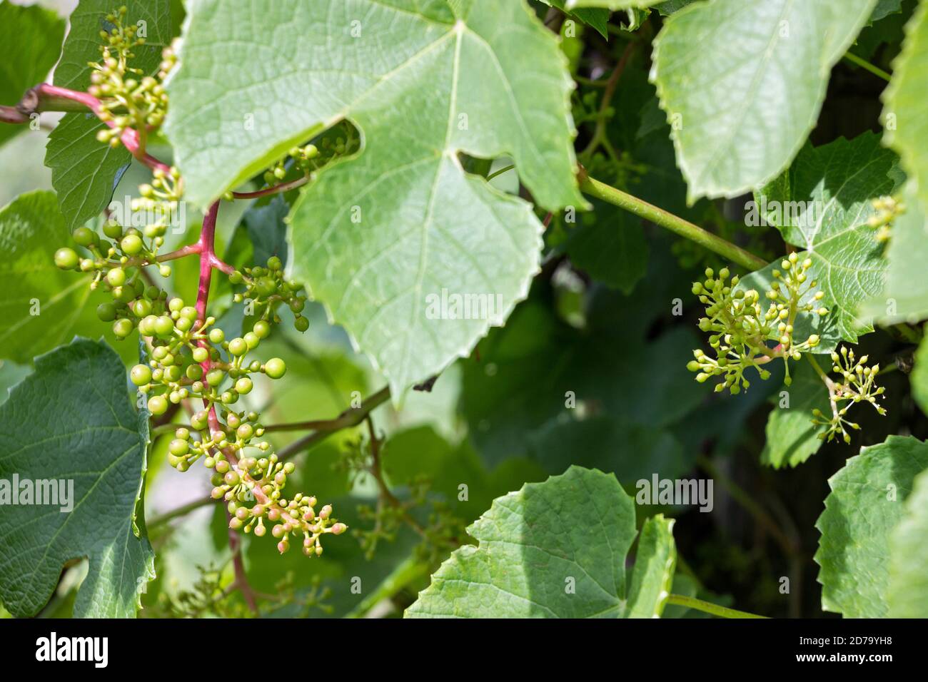organic small grape growing on vines at farm Stock Photo - Alamy