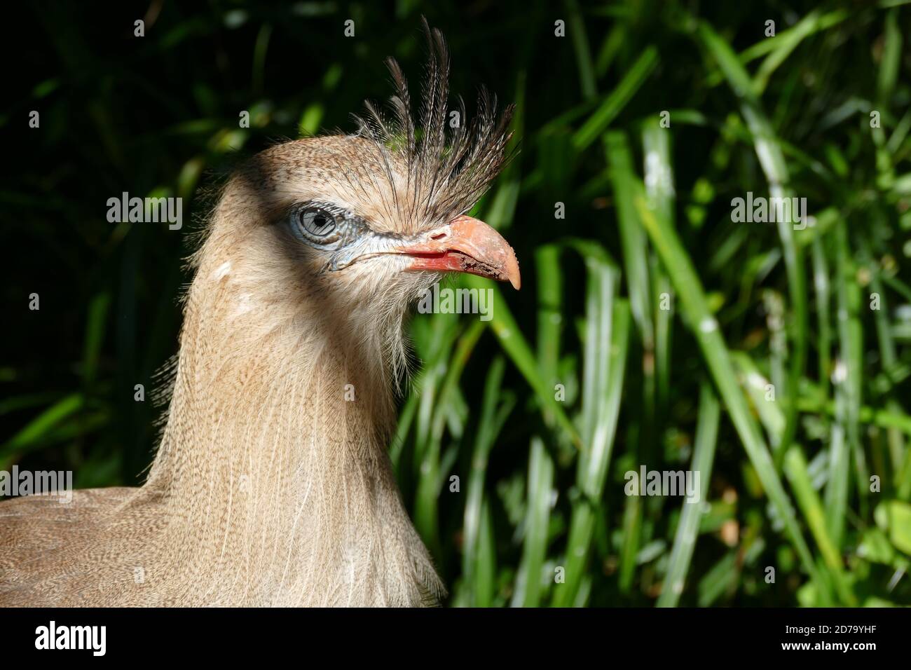 Red Legged Seriema Stock Photo - Alamy