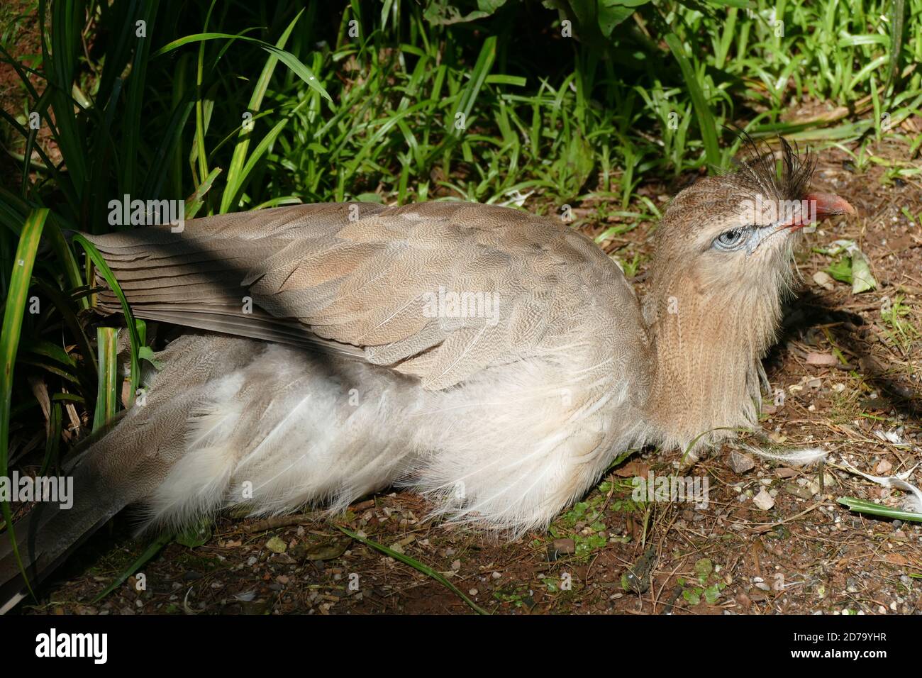 Red Legged Seriema Stock Photo - Alamy
