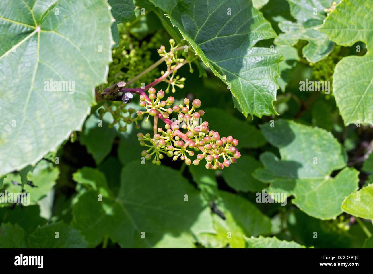 organic small grape growing on vines at farm Stock Photo - Alamy