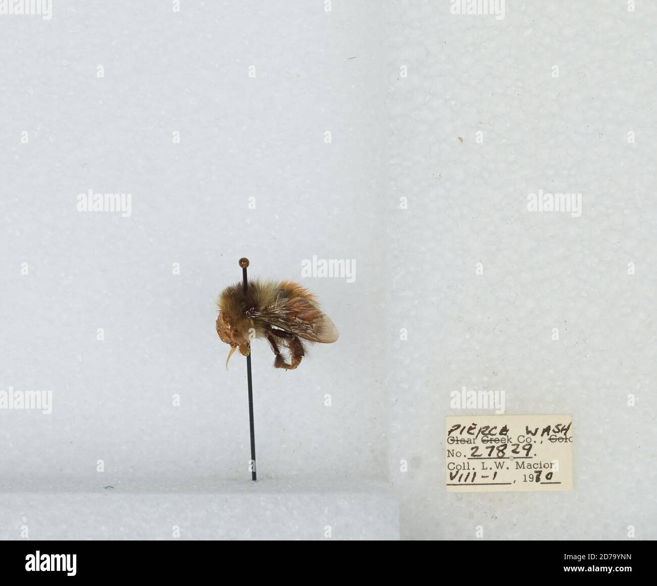 Pierce, Washington, United States, Bombus (Pyrobombus) melanopygus ...
