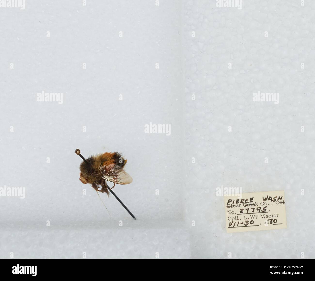 Pierce, Washington, United States, Bombus (Pyrobombus) melanopygus ...