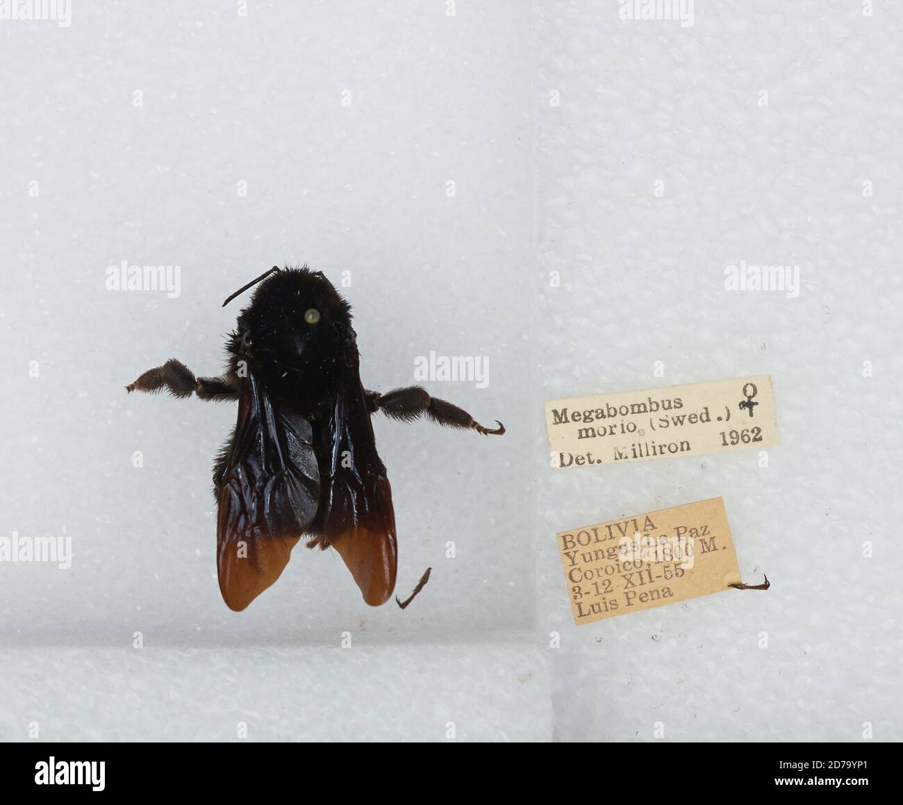 Coroico, Nor Yungas, La Paz, Bolivia, Bombus (Fervidobombus) morio ...