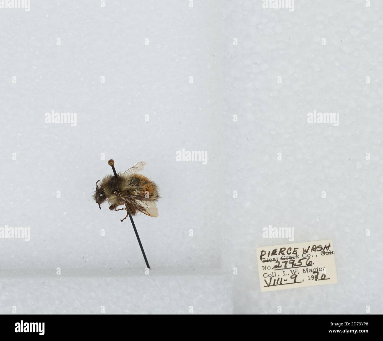 Pierce, Washington, United States, Bombus (Pyrobombus) melanopygus ...