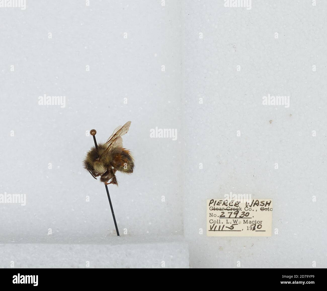 Pierce, Washington, United States, Bombus (Pyrobombus) melanopygus ...