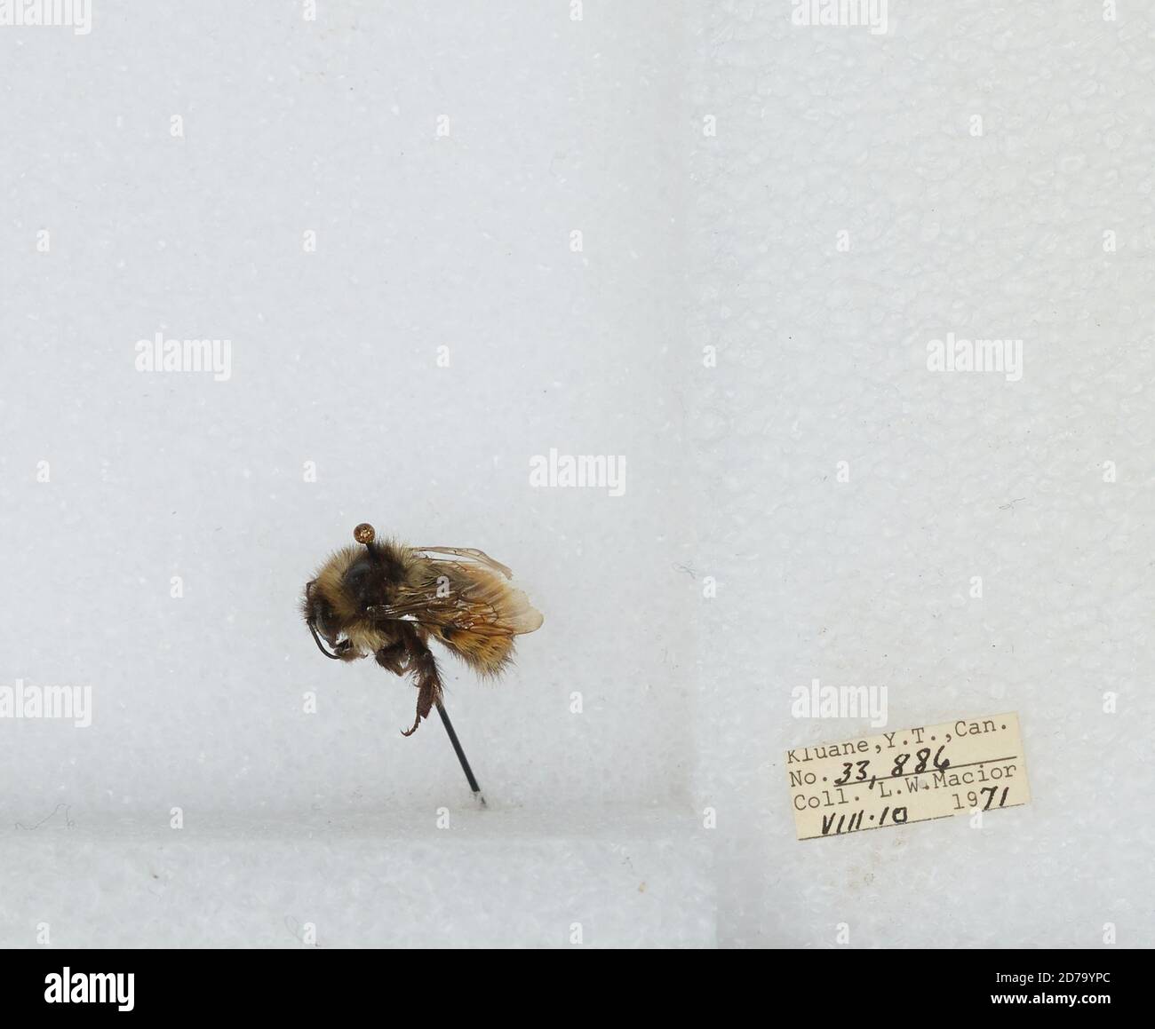 Kluane, Yukon Territory, Canada, Bombus (Pyrobombus) melanopygus ...