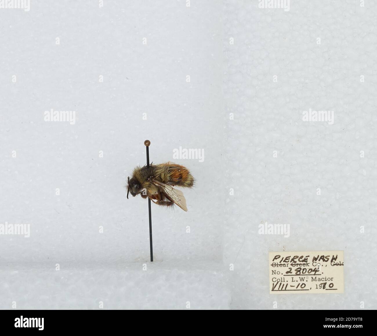 Pierce, Washington, United States, Bombus (Pyrobombus) melanopygus ...