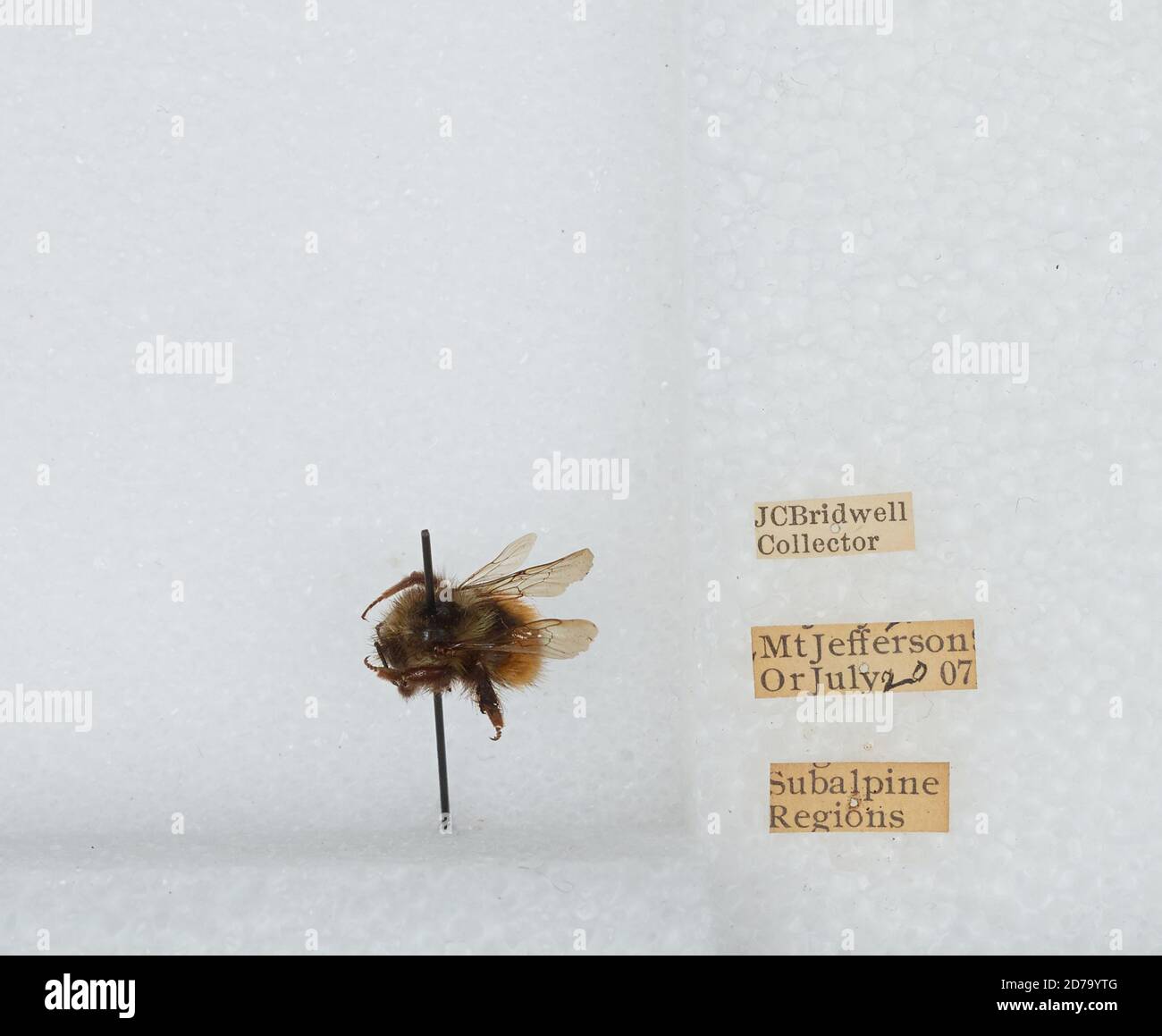 Mount Jefferson, Subalpine Regions, Linn, Oregon, United States, Bombus ...