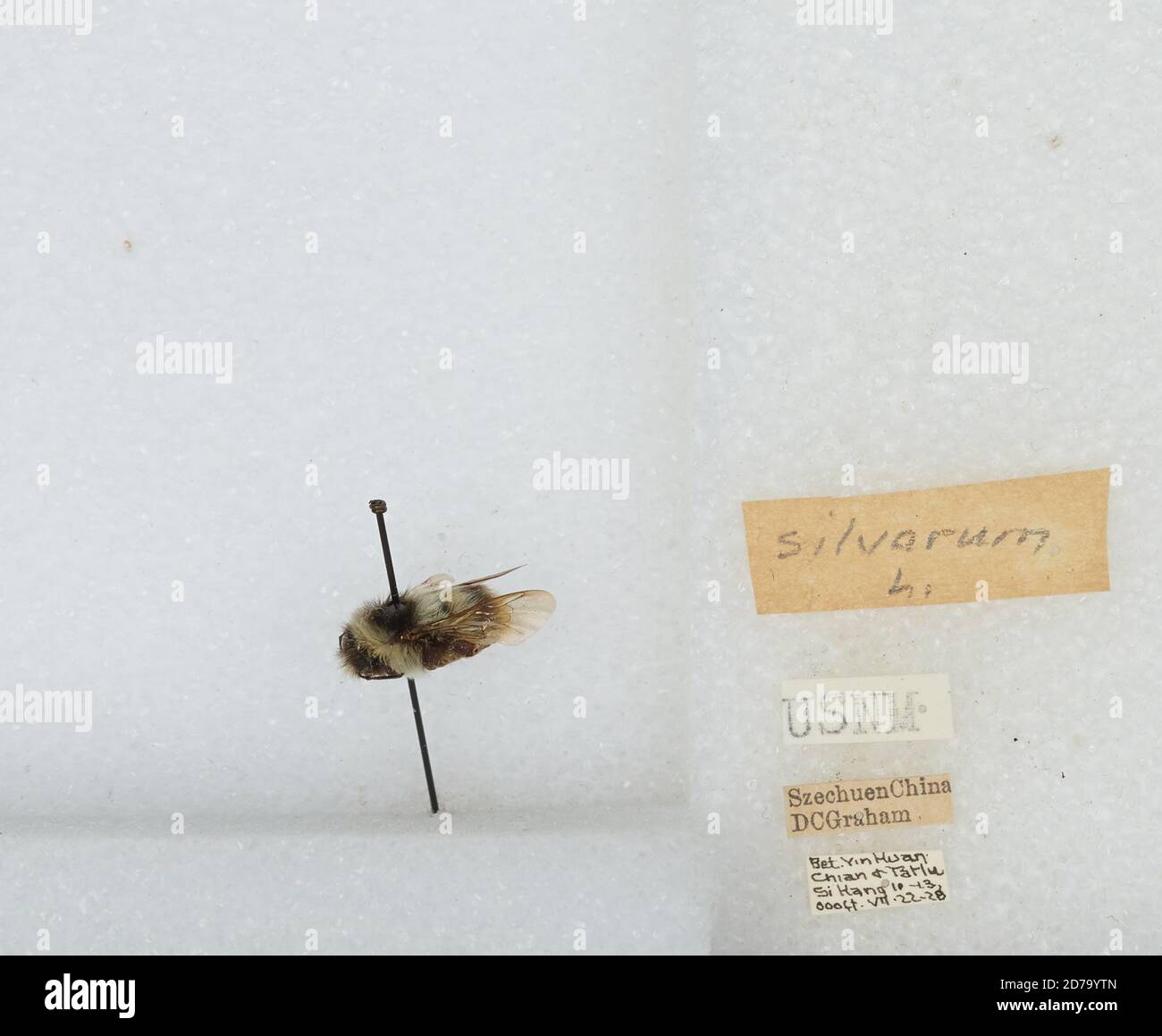 Between Yin Kwan Chian & Tarlu Si Kang, Sichuan, China, Bombus ...