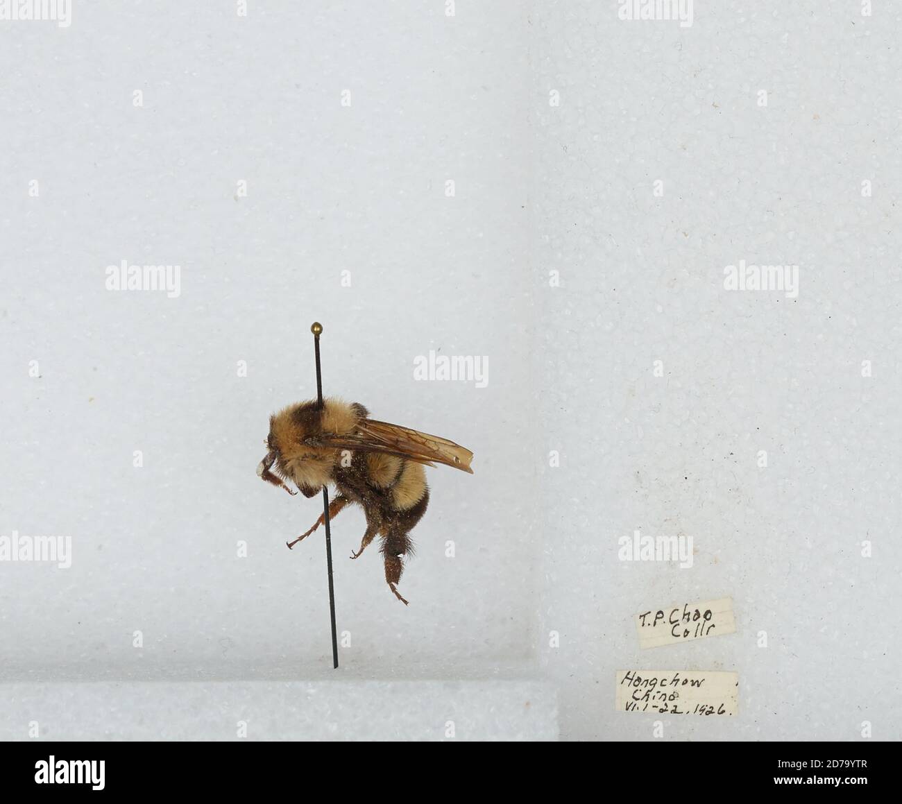 Bombus trifasciatus hi-res stock photography and images - Alamy