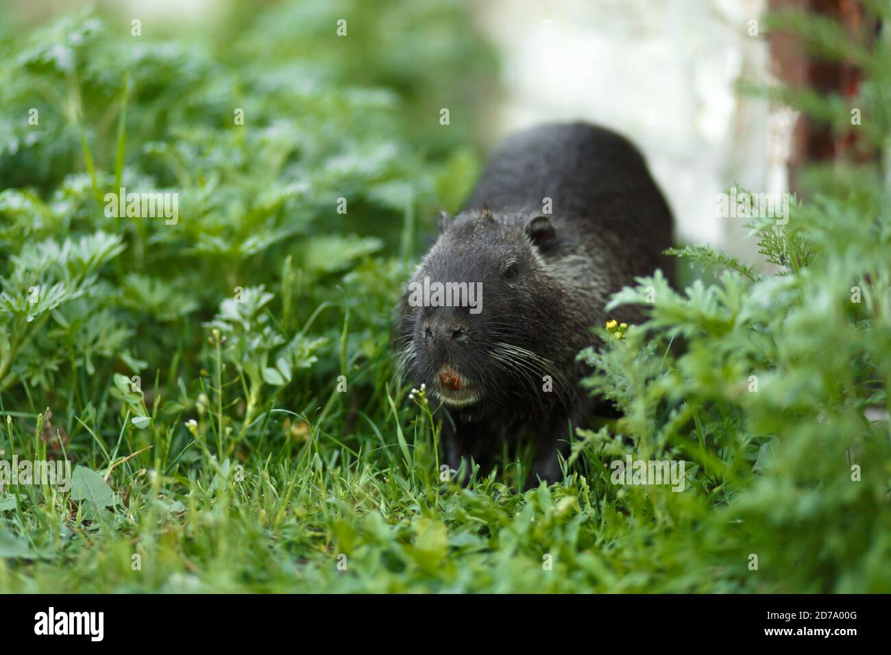 Black muskrat in the green grass goes about its business Stock Photo ...