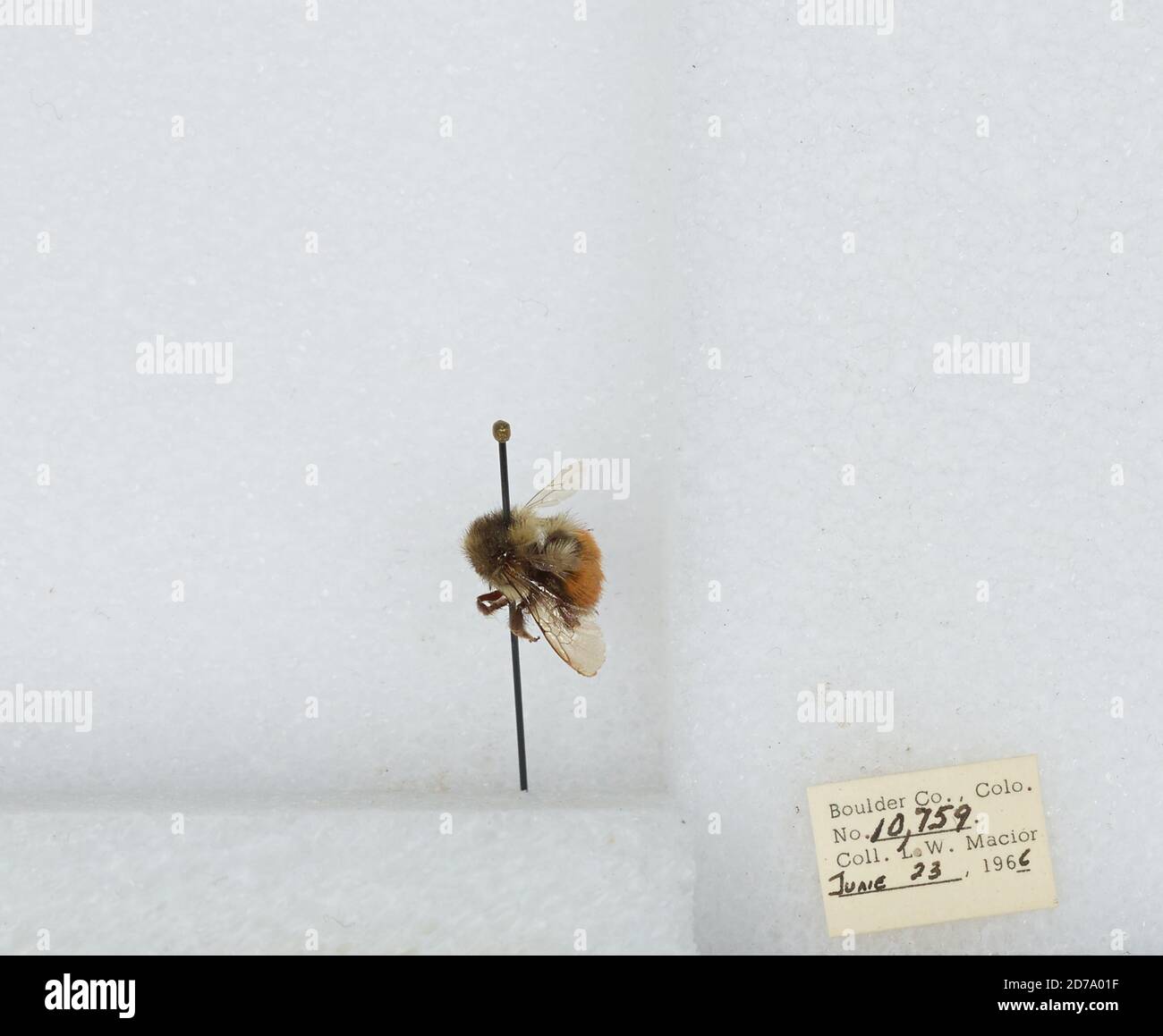 Boulder, Colorado, United States, Bombus (Pyrobombus) melanopygus ...