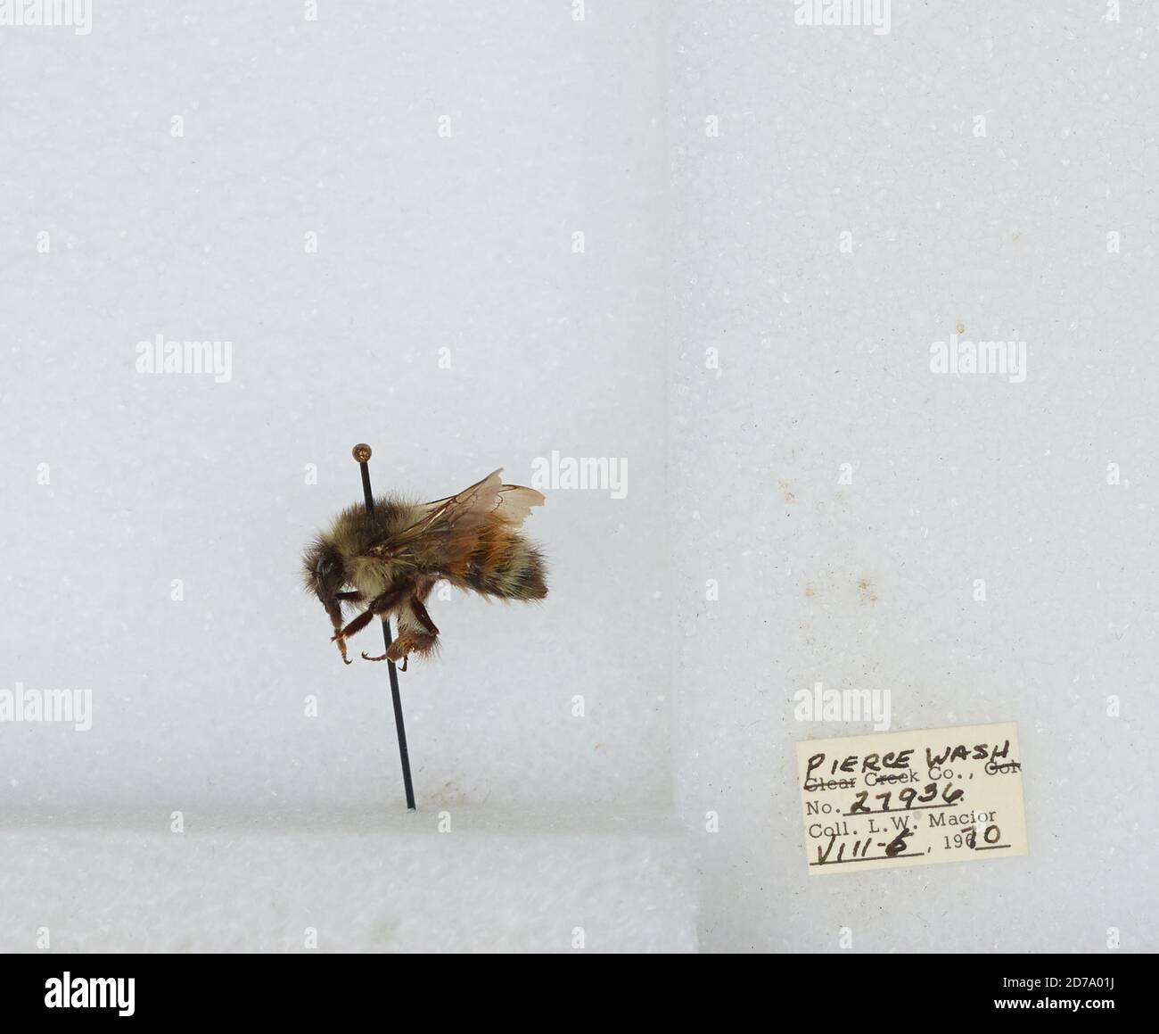 Pierce, Washington, United States, Bombus (Pyrobombus) melanopygus ...