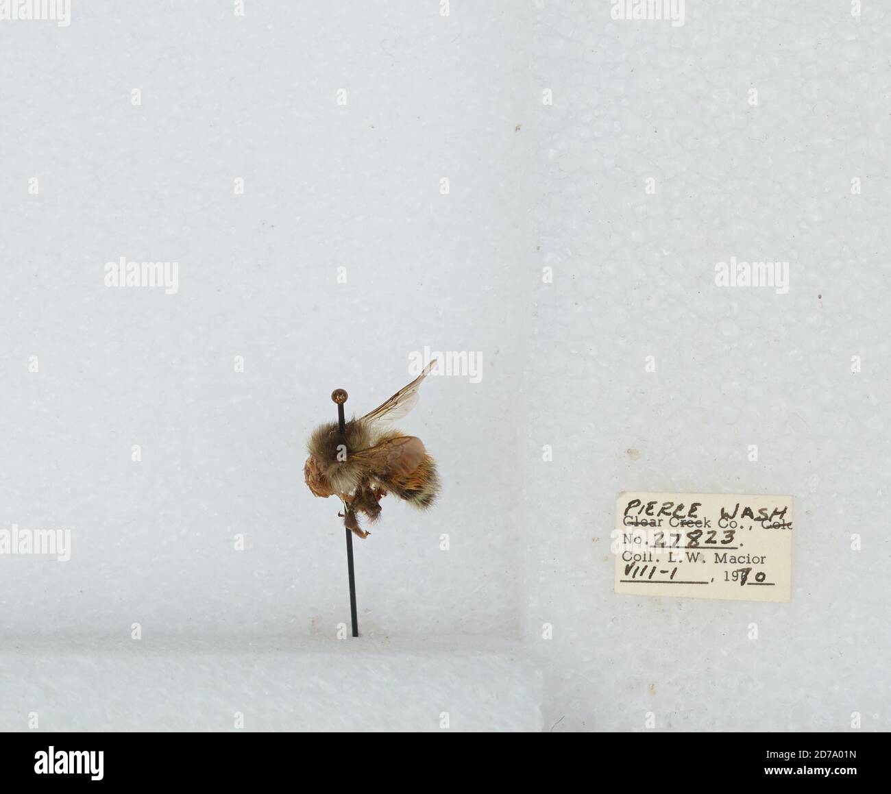 Pierce, Washington, United States, Bombus (Pyrobombus) melanopygus ...