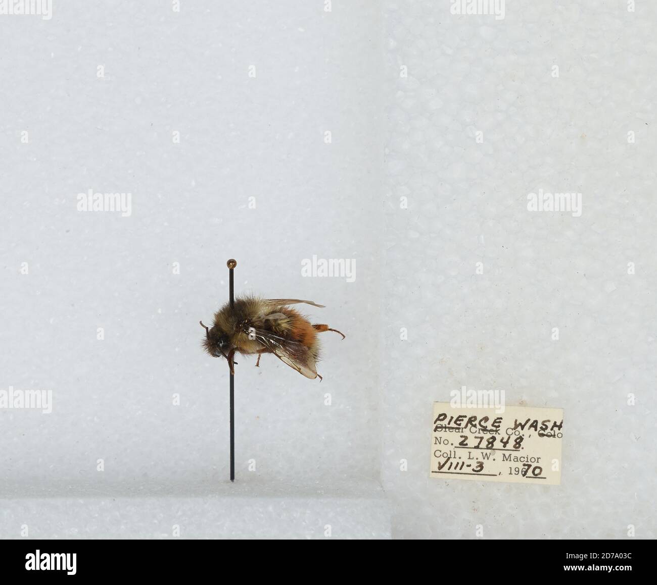 Pierce, Washington, United States, Bombus (Pyrobombus) melanopygus ...