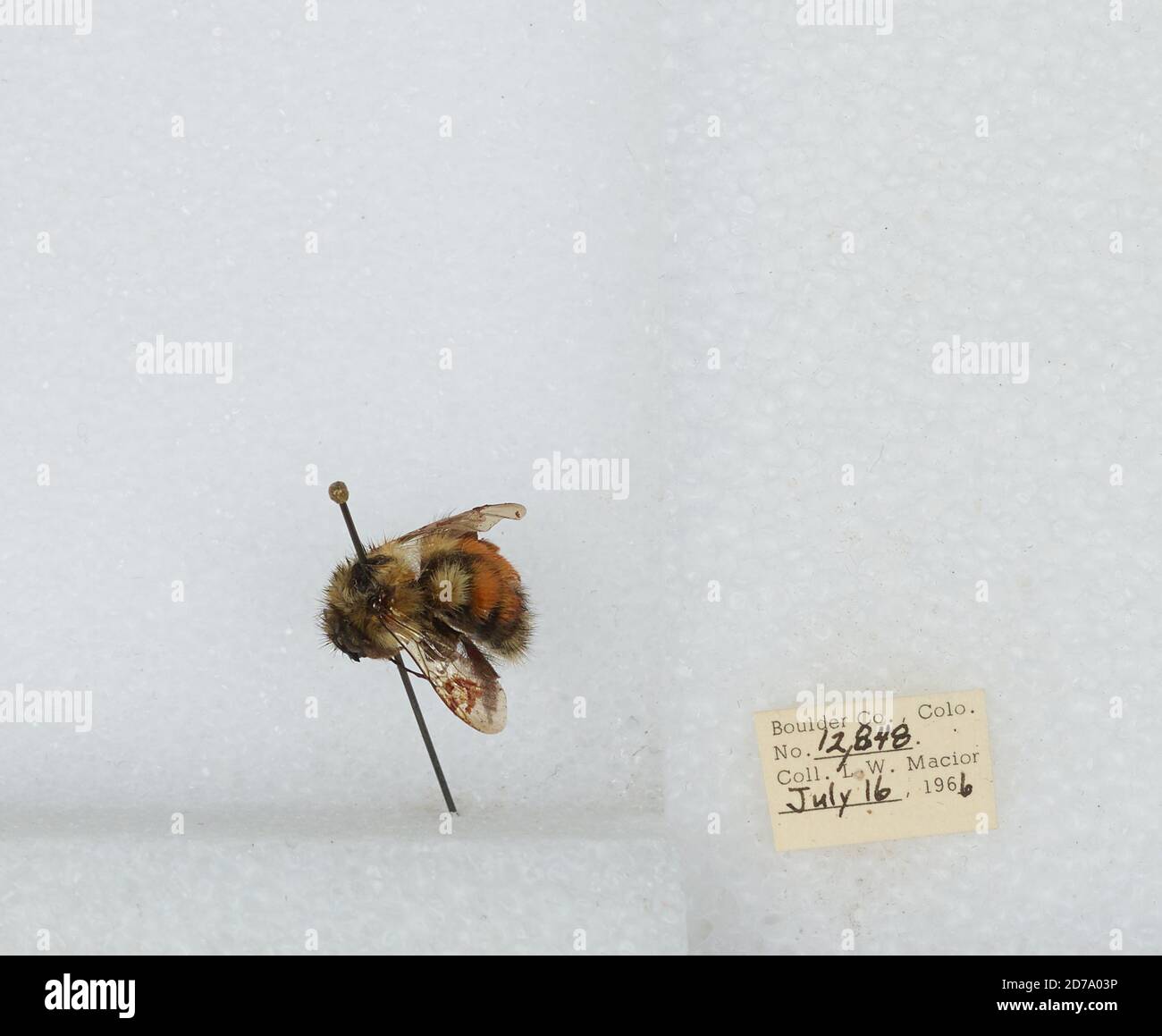 Boulder, Colorado, United States, Bombus (Pyrobombus) melanopygus ...
