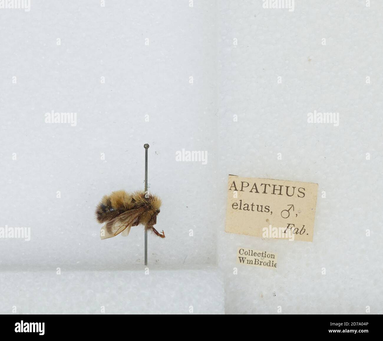 Bombus (Fervidobombus) fervidus fervidus (Fabricius), Animalia ...