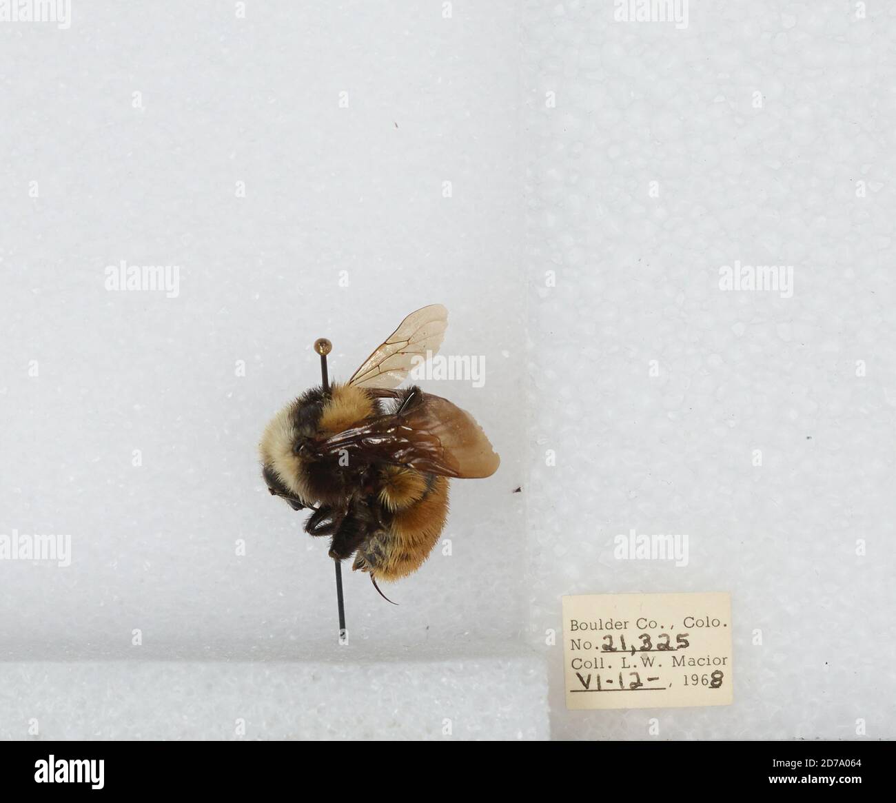 Boulder, Colorado, United States, Bombus (Subterraneobombus) appositus ...