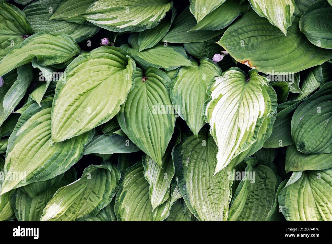 Hosta plantaginea (Plantain Lily) plant bushes in garden Stock Photo ...