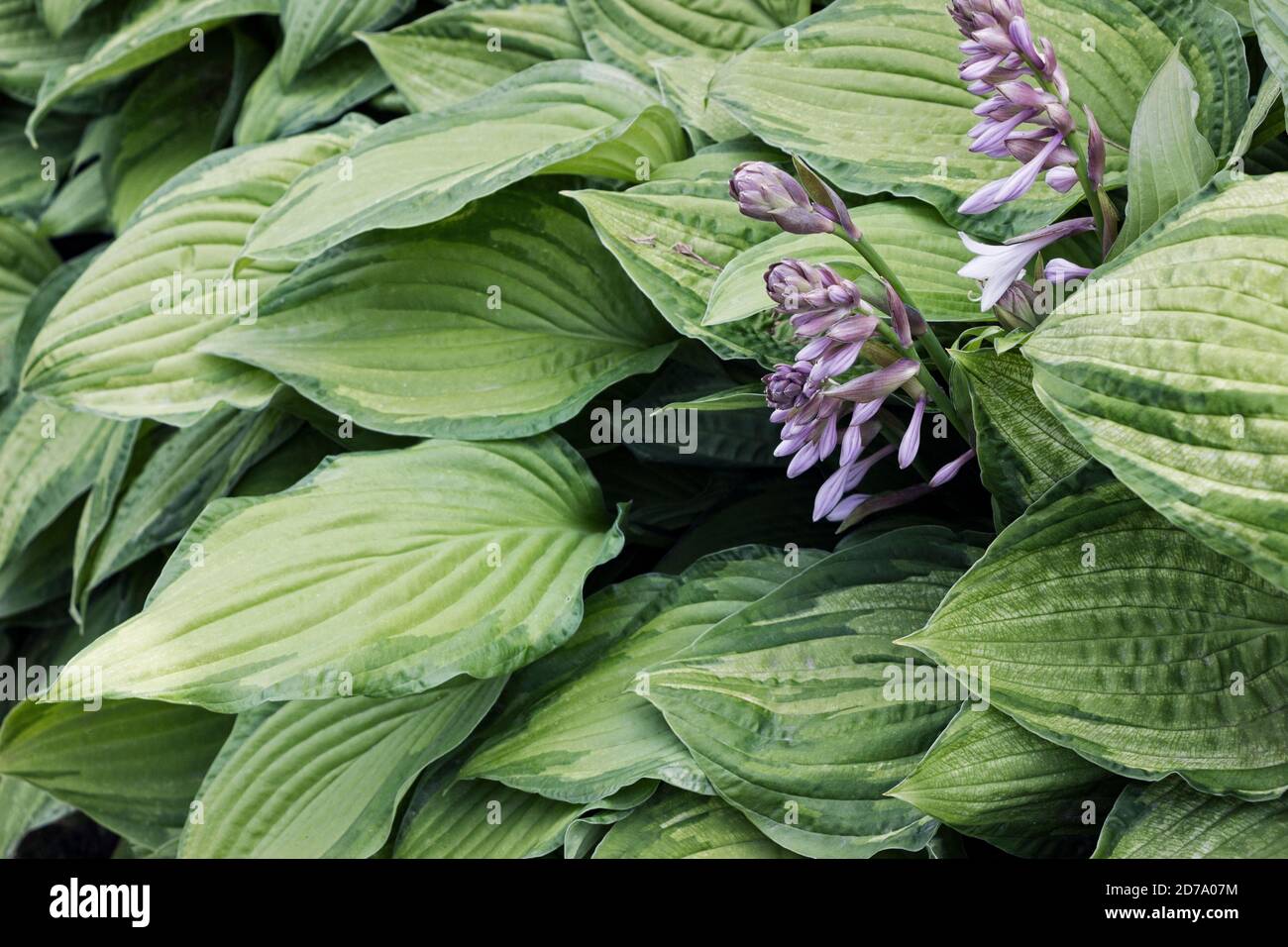 Hosta plantaginea (Plantain Lily) flower bushes in garden Stock Photo ...