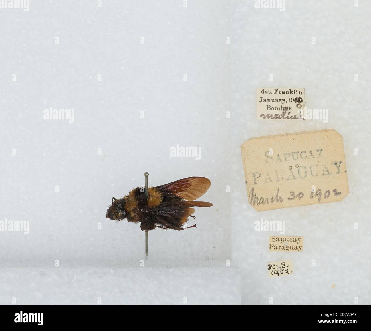 Sapucai, Paraguarí department, Paraguay, Bombus (Fervidobombus) medius ...