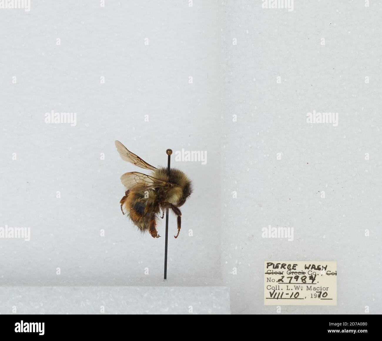 Pierce, Washington, United States, Bombus (Pyrobombus) melanopygus ...