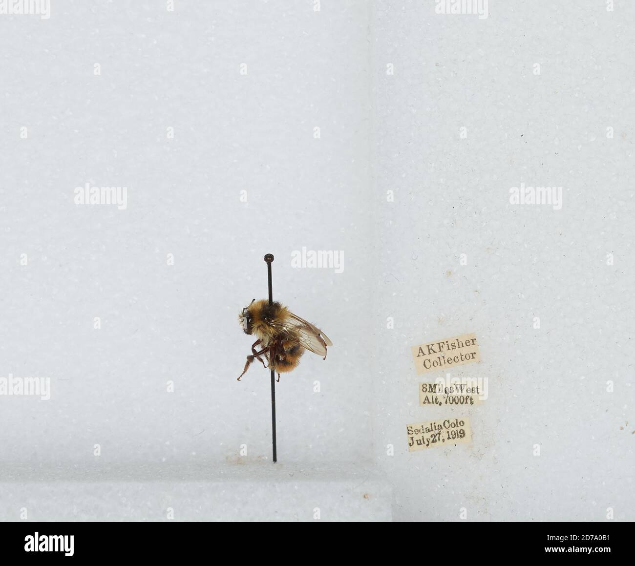 8 Miles West of Sedalia, Colorado, United States, Bombus (Pyrobombus ...