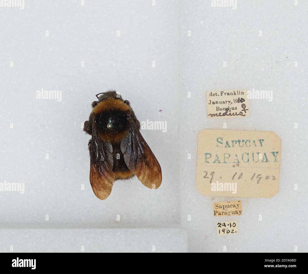 Sapucai, Paraguarí department, Paraguay, Bombus (Fervidobombus) medius ...