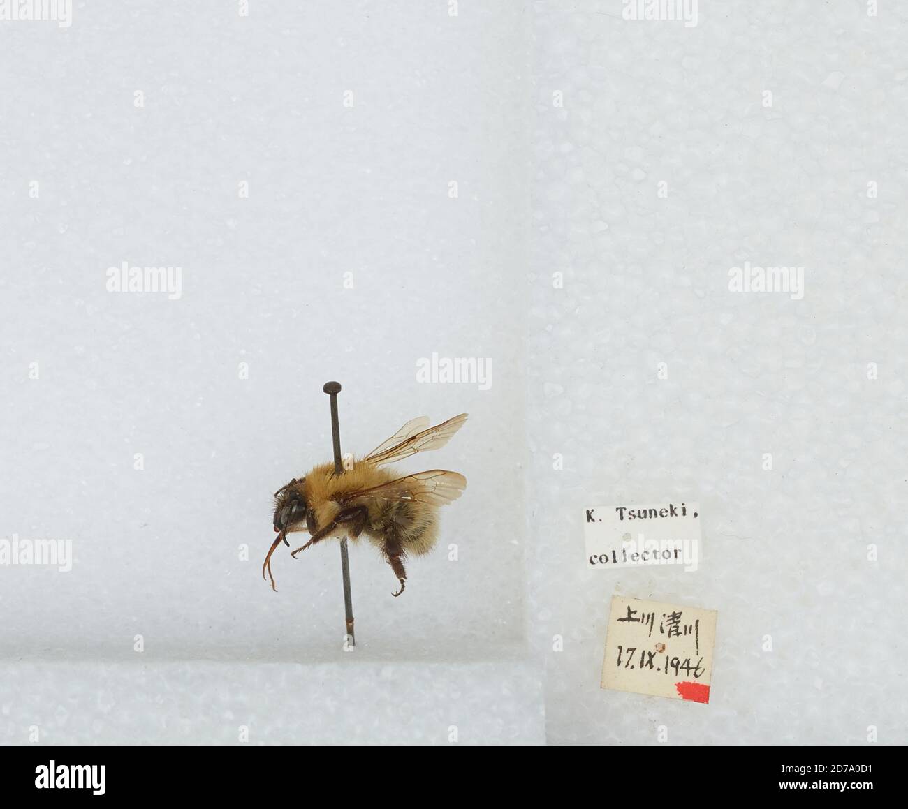 Kiyokawa, Kamikawa, Japan, Bombus (Diversobombus) diversus Smith ...