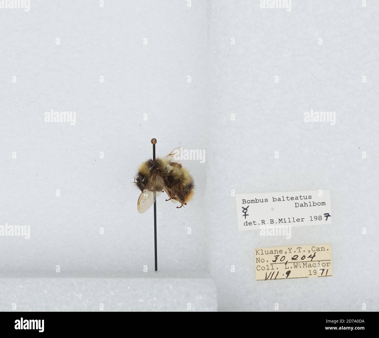 Kluane, Yukon Territory, Canada, Bombus (Alpinobombus) balteatus ...