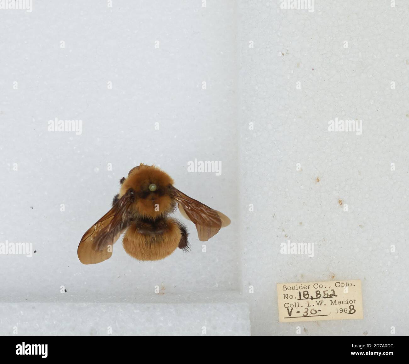 Boulder, Colorado, United States, Bombus (Fervidobombus) fervidus ...