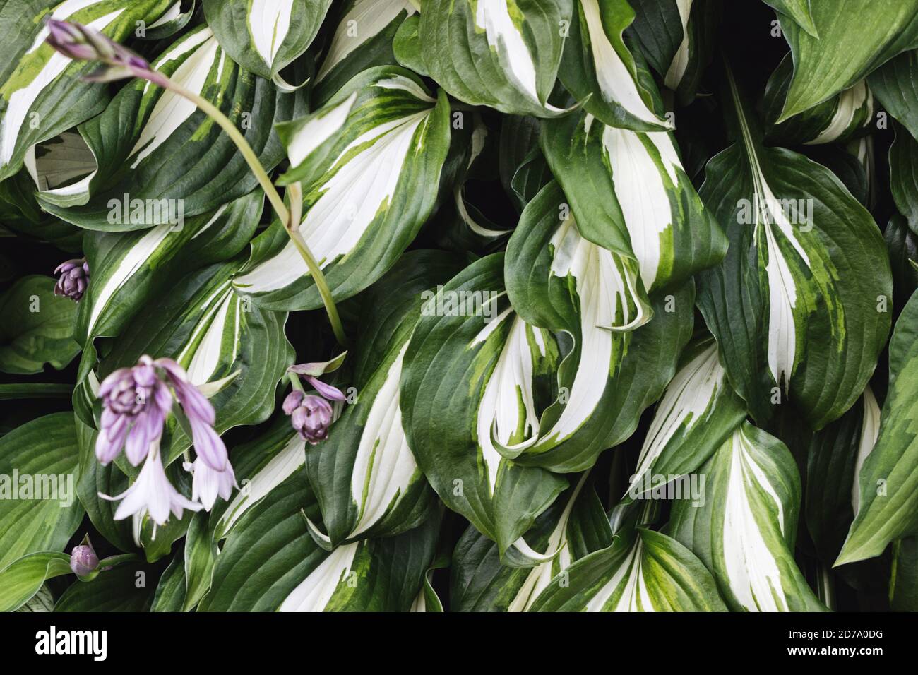 Hosta plantaginea (Plantain Lily) flower bushes in garden Stock Photo ...