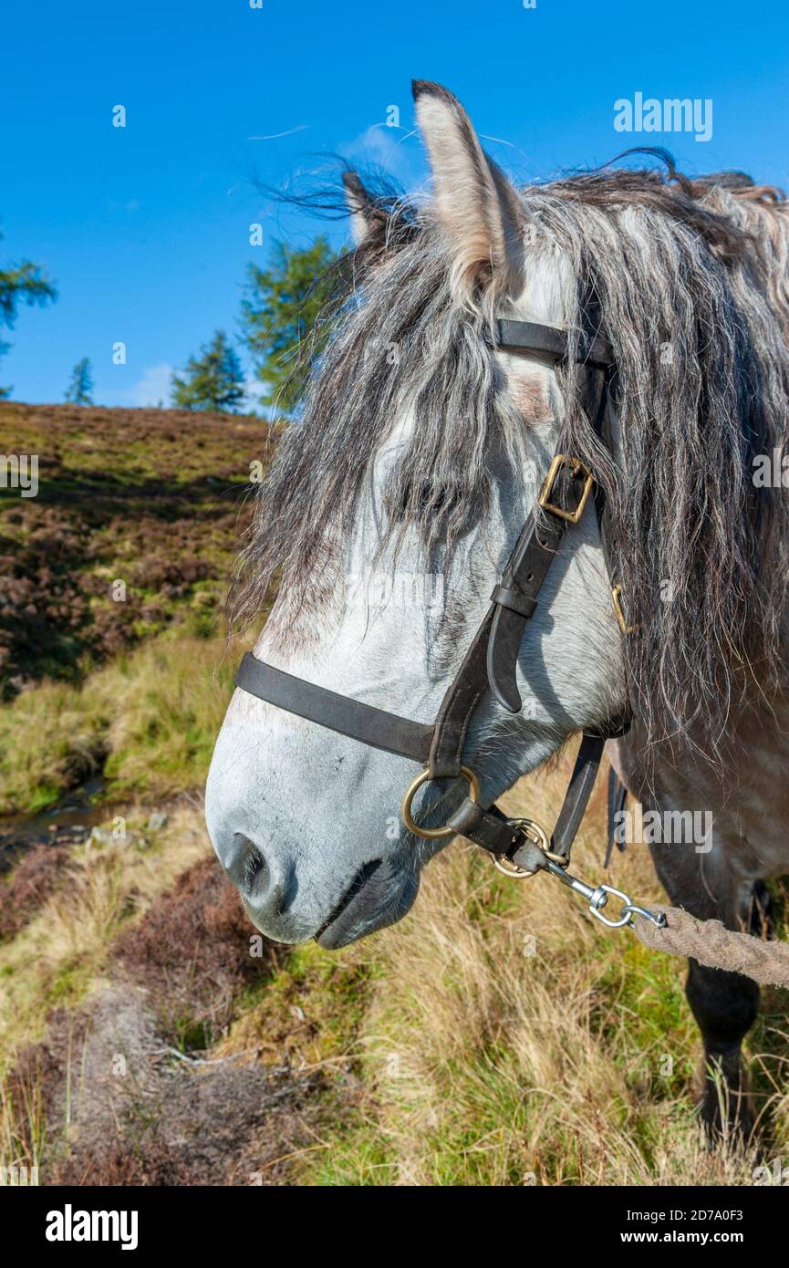 Highland pony hi-res stock photography and images - Alamy