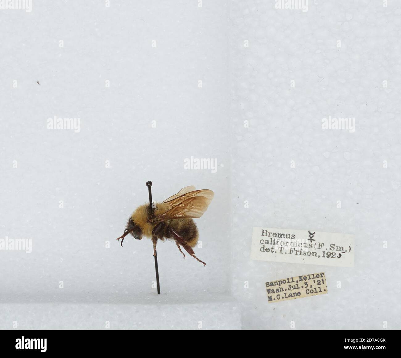 Sanpoil, Keller, Washington, United States, Bombus (Fervidobombus ...