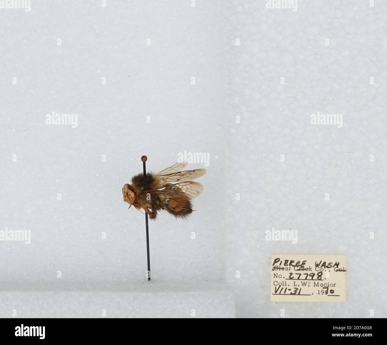 Pierce, Washington, United States, Bombus (Pyrobombus) melanopygus ...