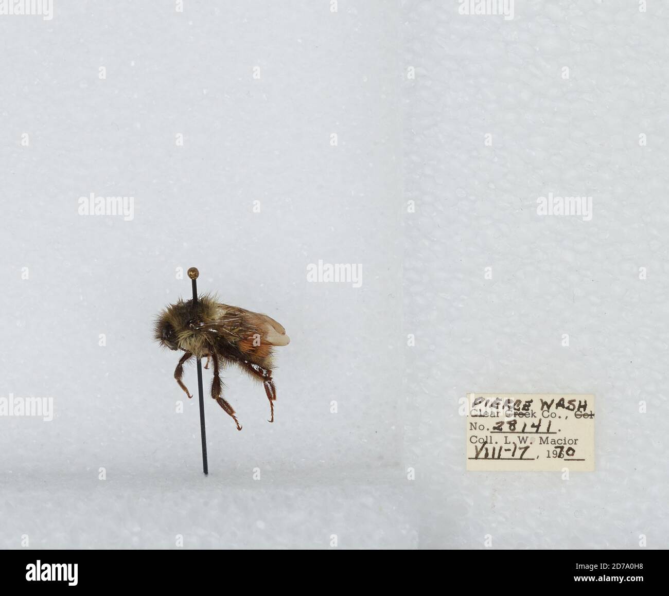 Pierce, Washington, United States, Bombus (Pyrobombus) melanopygus ...