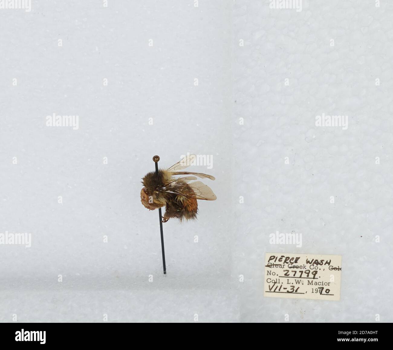 Pierce, Washington, United States, Bombus (Pyrobombus) melanopygus ...