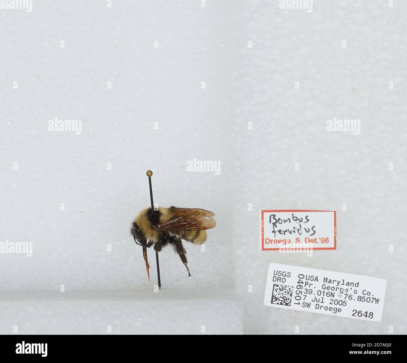 Prince George's, Maryland, United States, Bombus (Fervidobombus ...