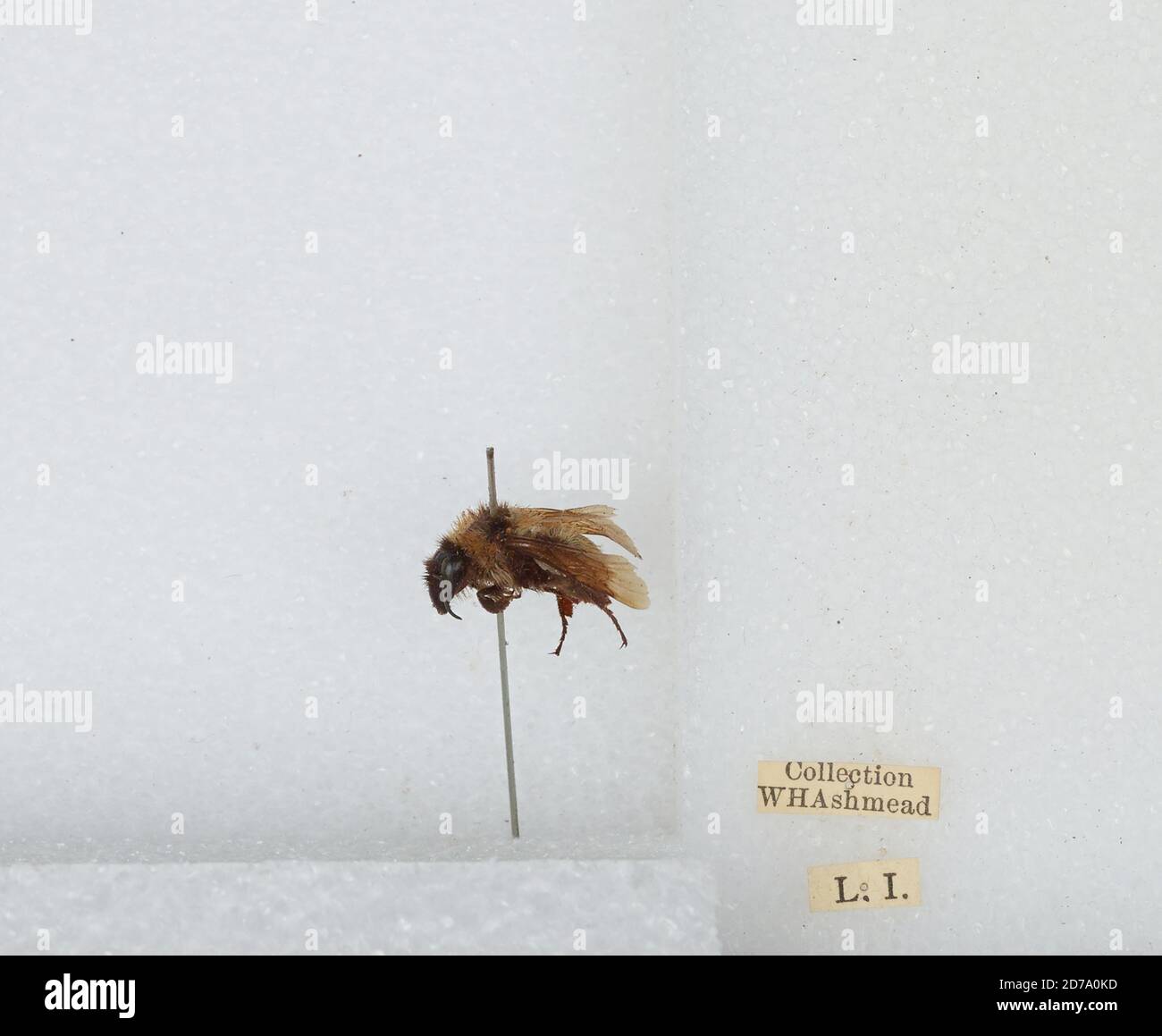 Long Island, New York, United States, Bombus (Fervidobombus) fervidus ...