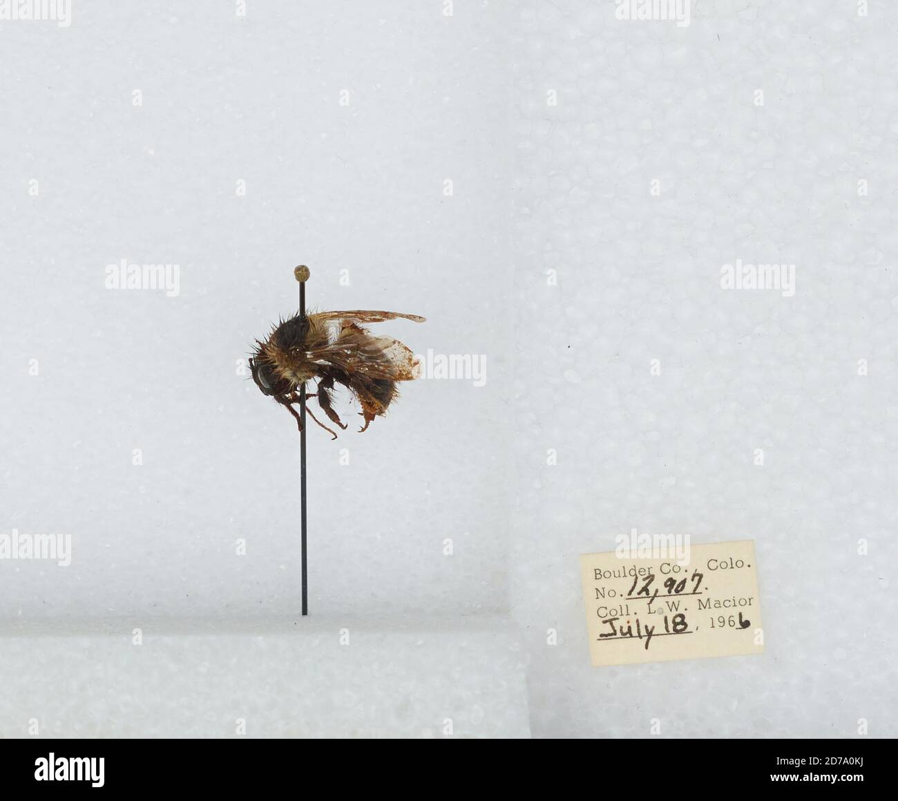 Boulder, Colorado, United States, Bombus (Alpinobombus) balteatus ...